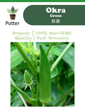 Green Okra Lady Fingers (Oriental) seeds - Sierra Flora