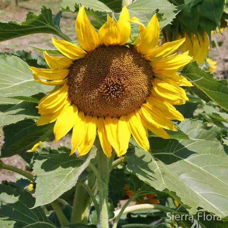 Sunflower Sunspot Dwarf flower seeds - Sierra Flora