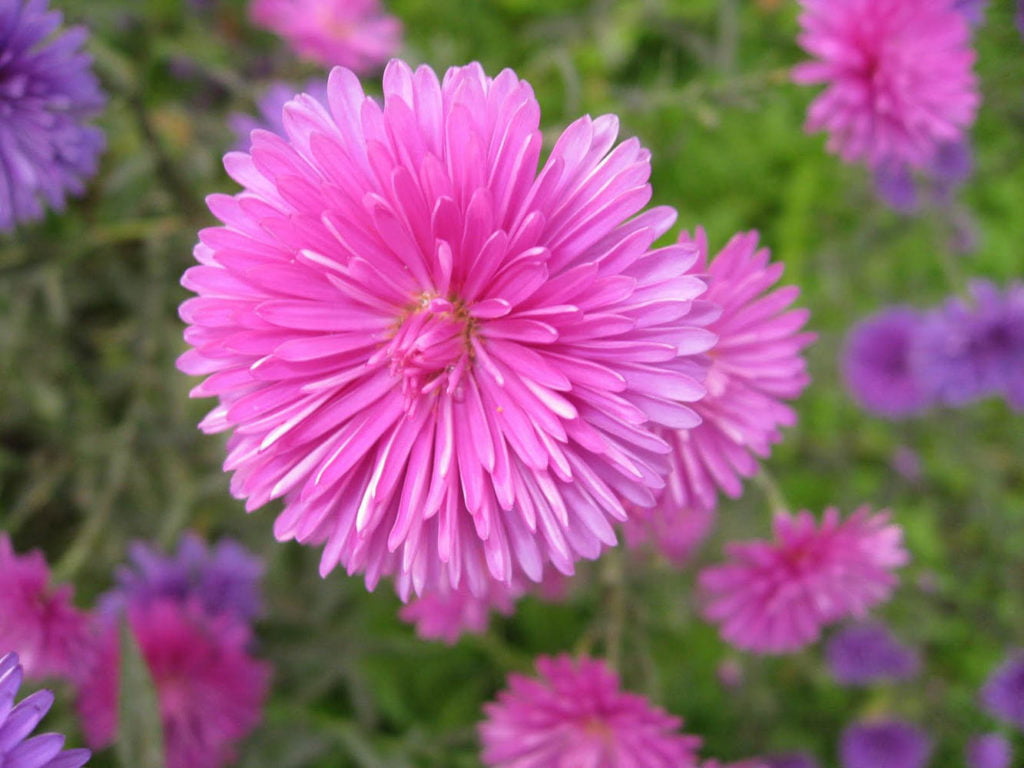 Aster Giant Crego Mixed flower seeds - Sierra Flora