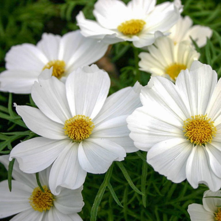 Cosmos Purity flower seeds - Sierra Flora