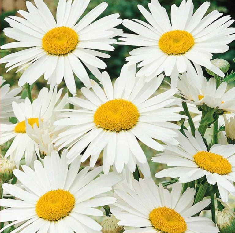 Daisy Silver Princess flower seeds - Sierra Flora