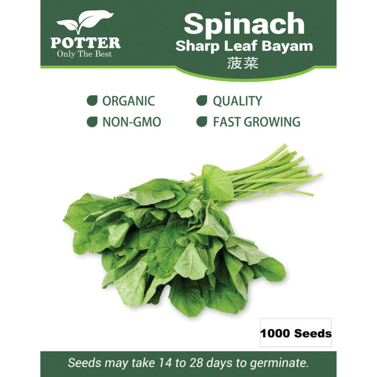 Spinach Sharp Leaf Bayam seeds - Sierra Flora